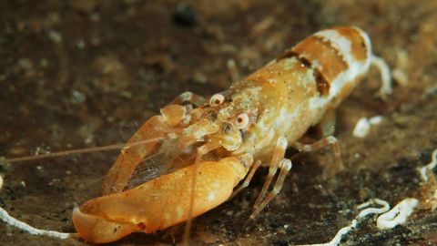 32 non-fish aquarium pets worth checking out for your tank | PetsRadar
