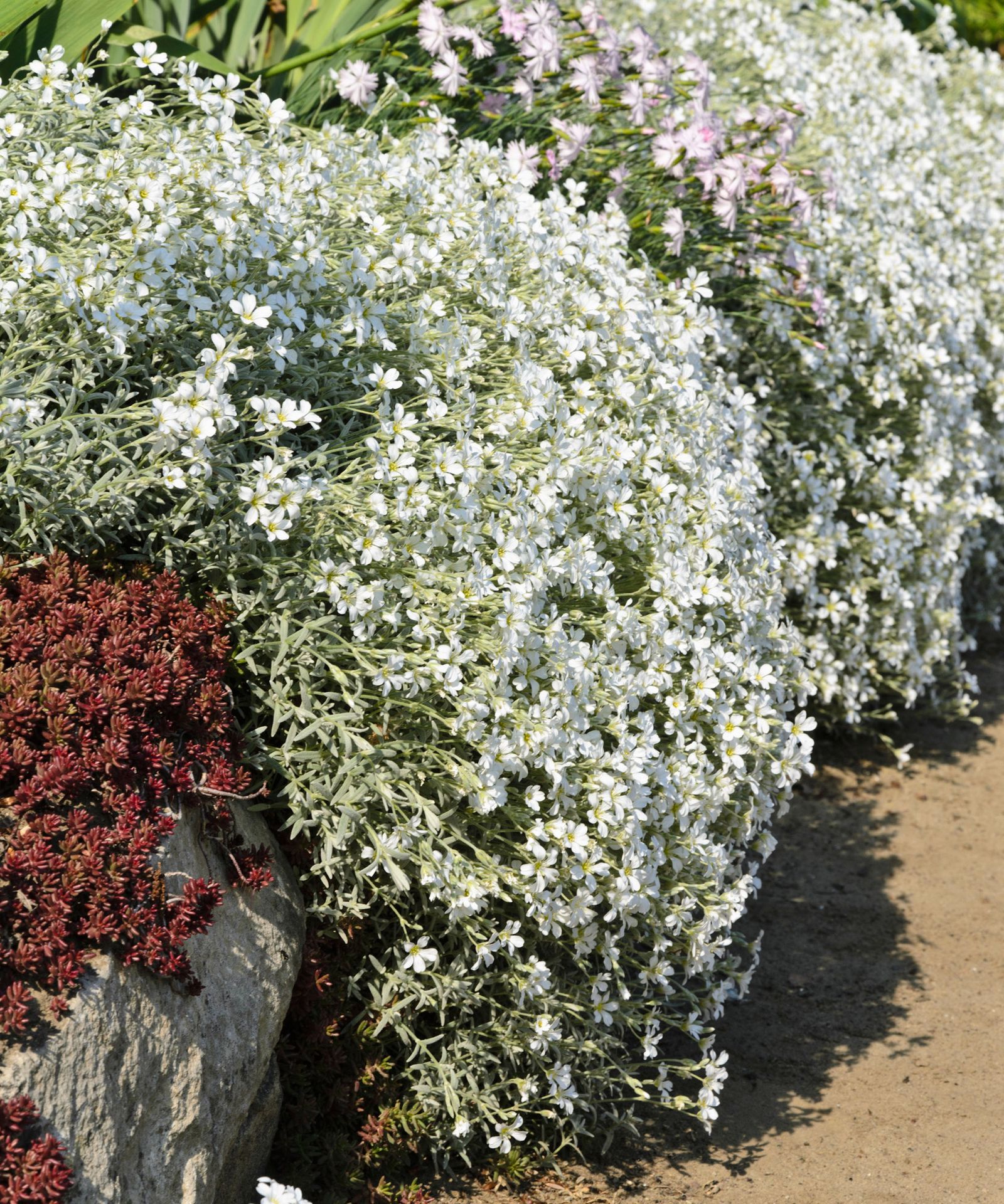 Plants for retaining walls: 12 ways to brighten your boundary ...