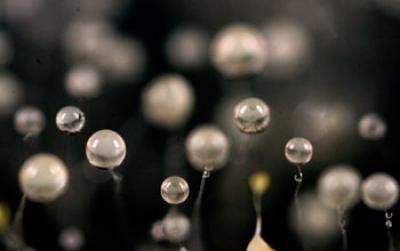 How Did Multicellular Life Evolve? | Space