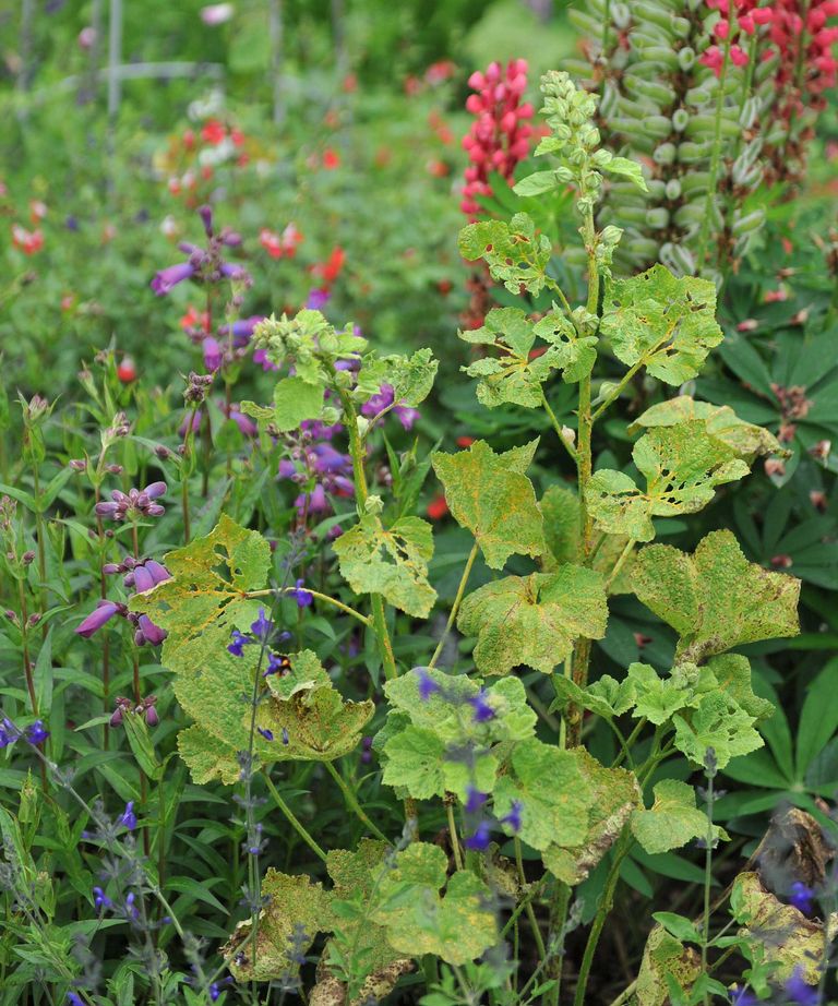 Hollyhock rust: what it is and how to treat it | Gardeningetc