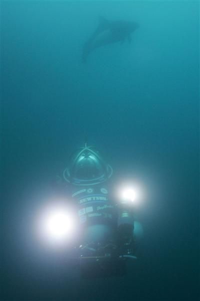 Images: Amazing Arctic - Creatures of the Bering Sea | Live Science