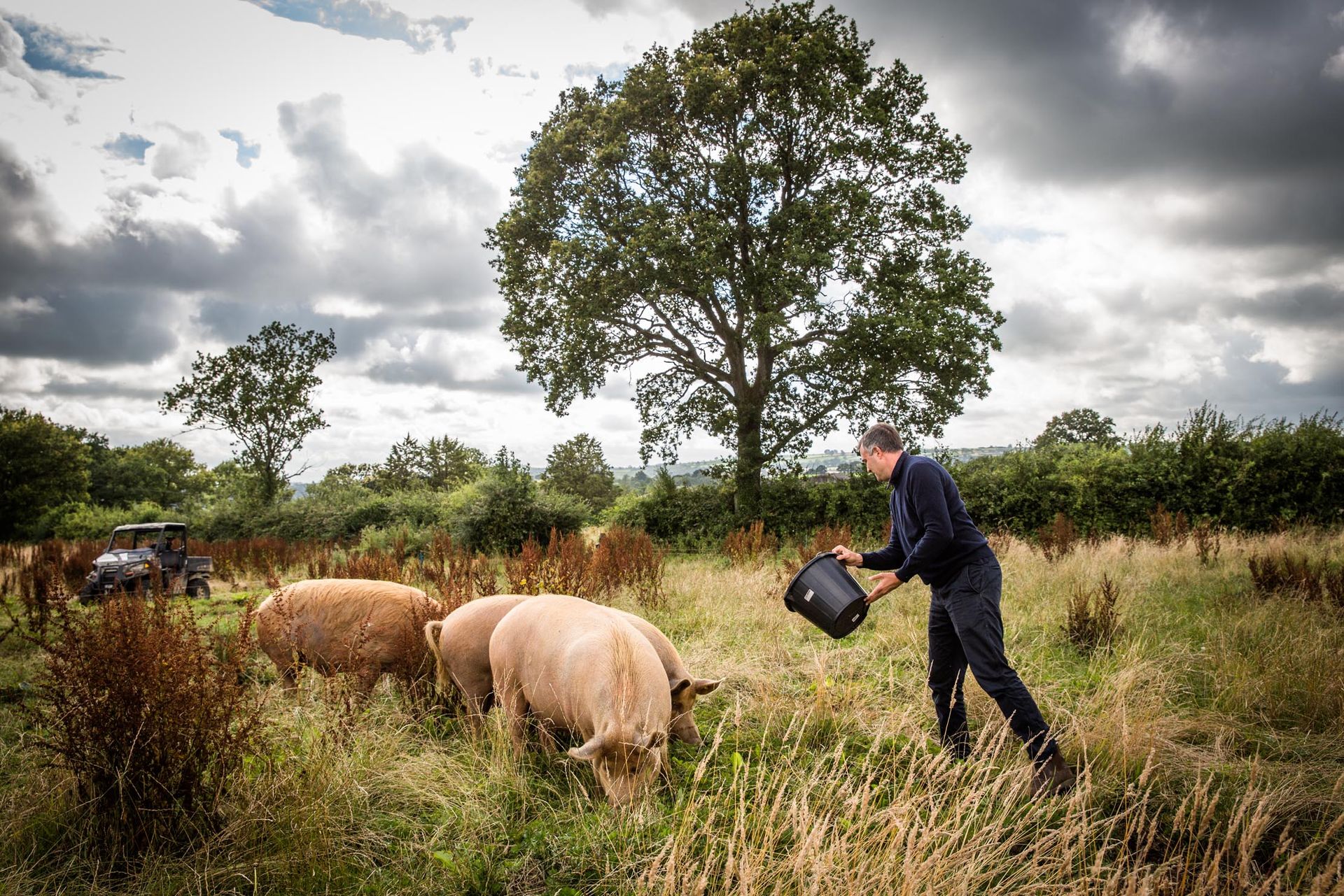 Isabella Tree on how rewilding took the Knepp Estate from a ruin in the ...