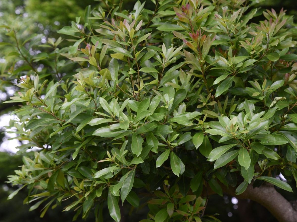 Wind Resistant Plants For Gardens | Gardening Know How