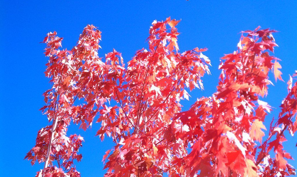 Autumn Blaze Maple Tree Care: Tips On Growing Autumn Blaze Maples ...