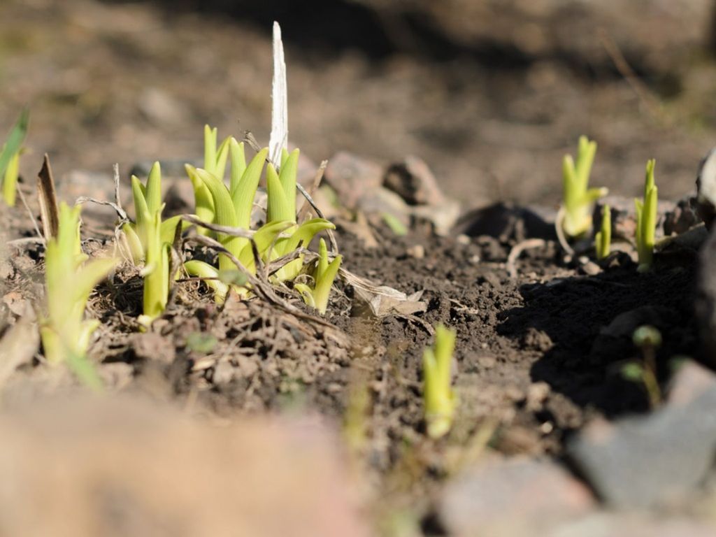 How Plants Grow: A Guide to Light, Water, Soil & More | Gardening Know How