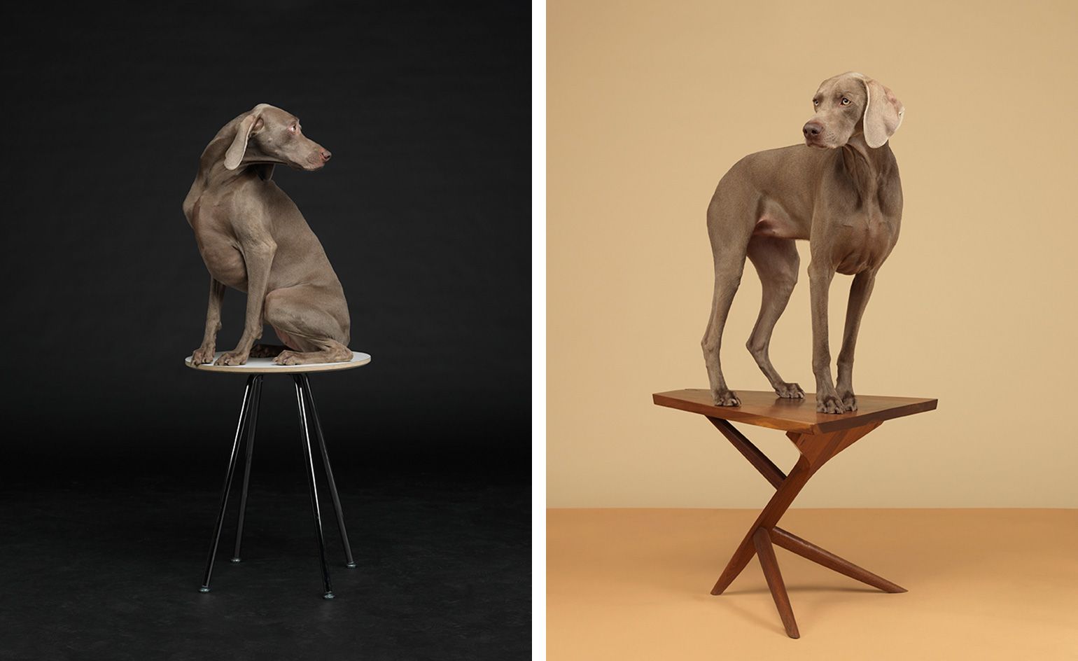 William Wegman at Marc Selwyn Fine Art, Los Angeles | Wallpaper