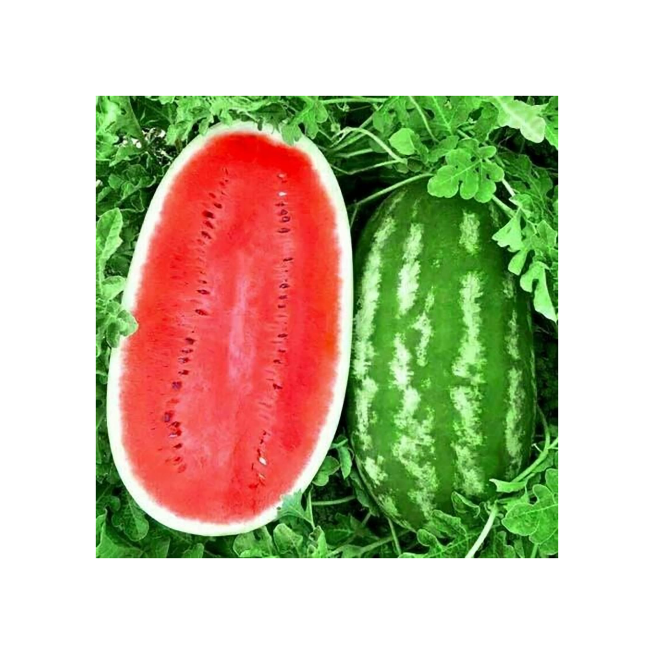 Here's how Zayn Malik Successfully Grows 40lb Watermelons | Livingetc