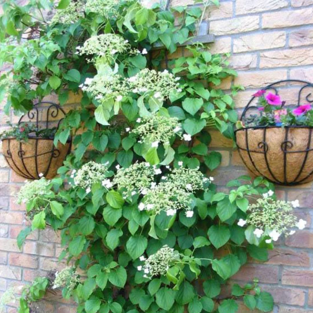 Plants to Cover a Fence — 10 Picks to Beautify Your Yard | Livingetc