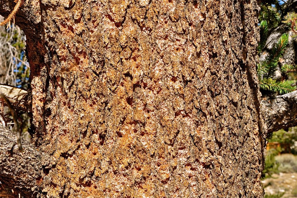 Bristlecone Pines: Photos Reveal Some of Earth's Oldest Organisms ...