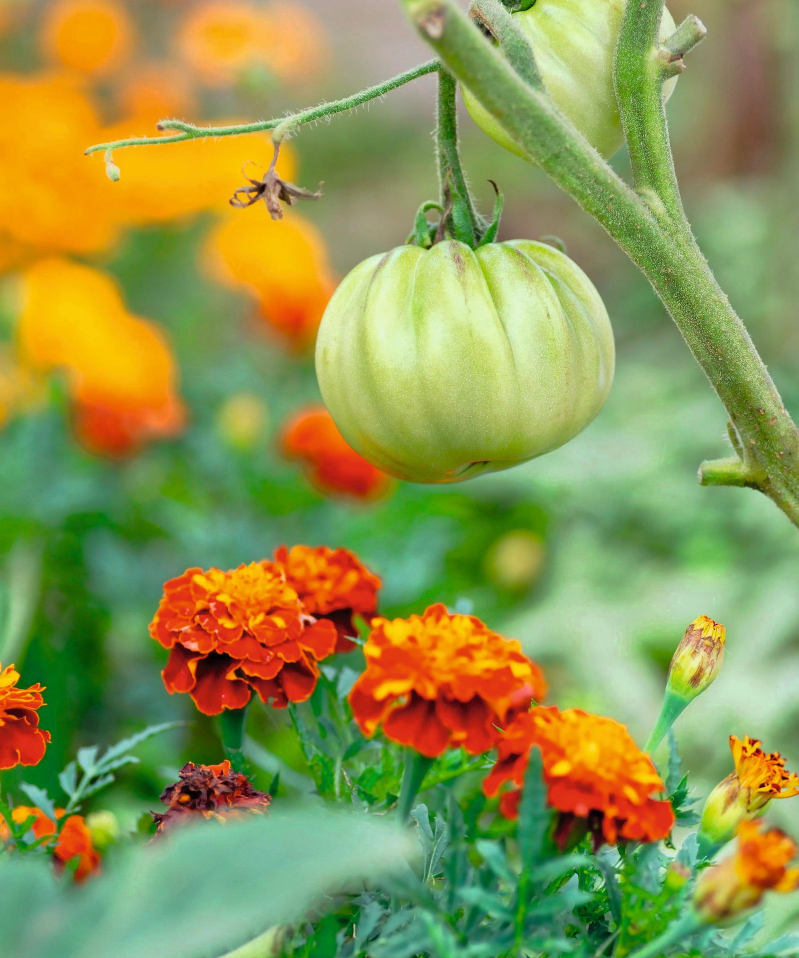 Why you should grow marigolds and tomatoes together | Homes and Gardens