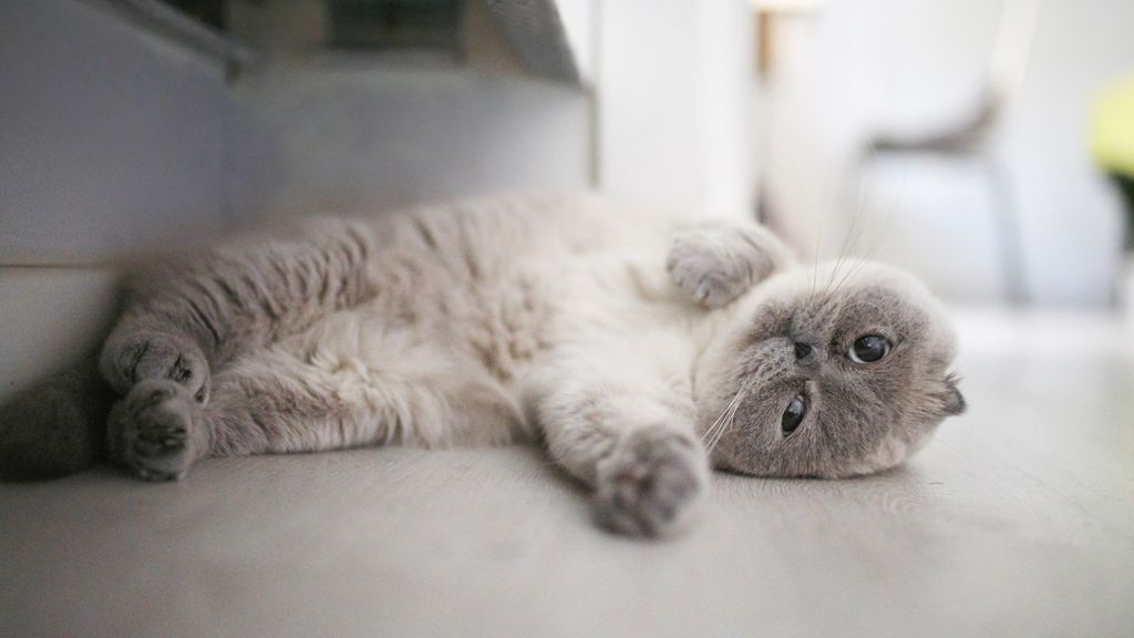 32 tricks to teach your cat | PetsRadar