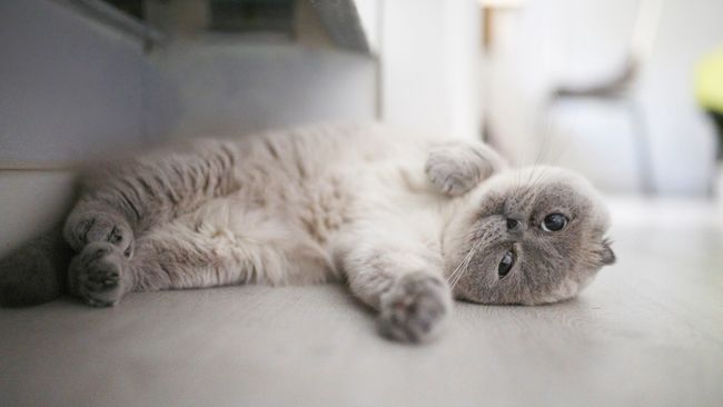 32 tricks to teach your cat | PetsRadar