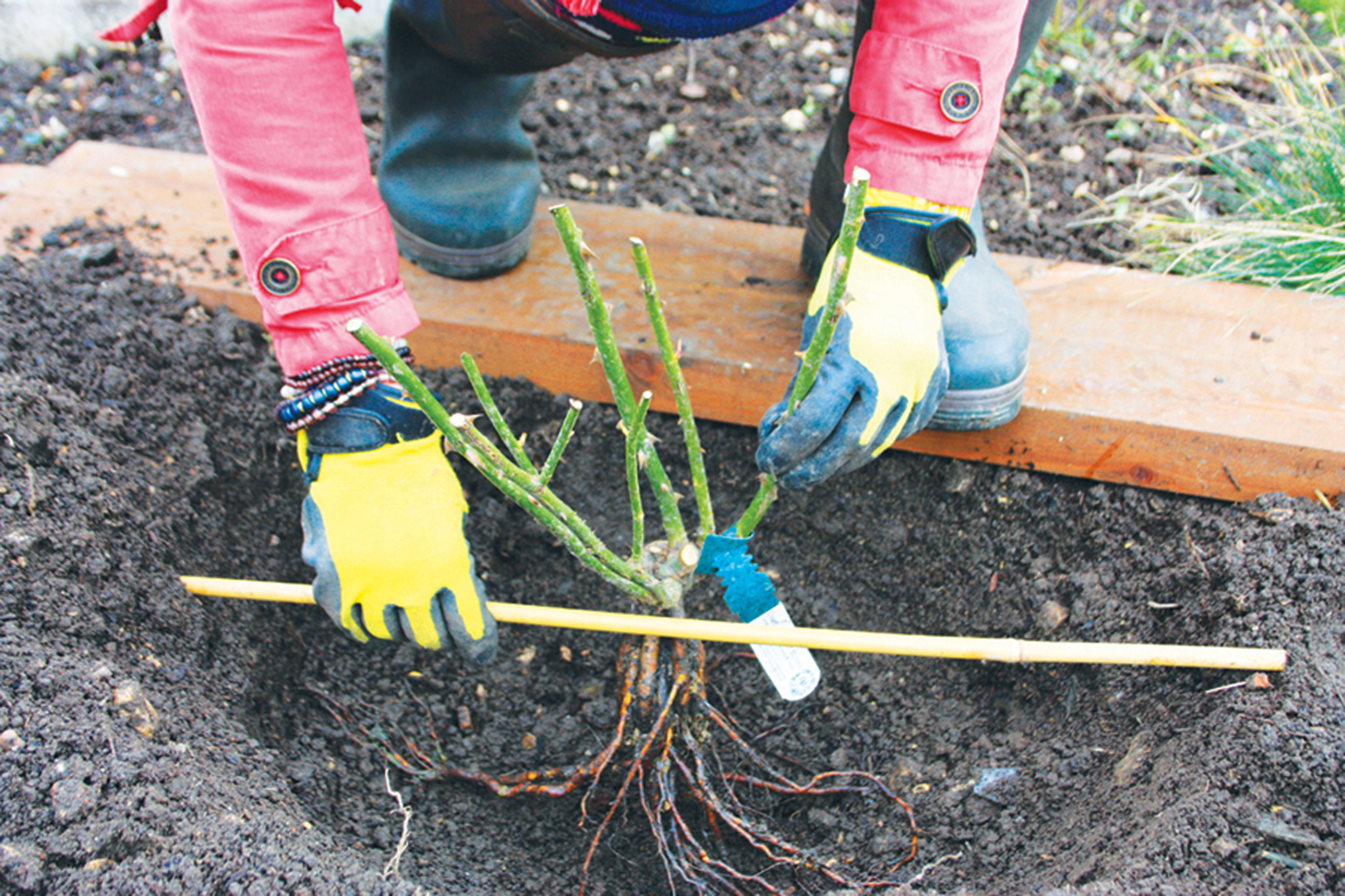 How to grow roses: expert advice on caring for these beautiful blooms ...