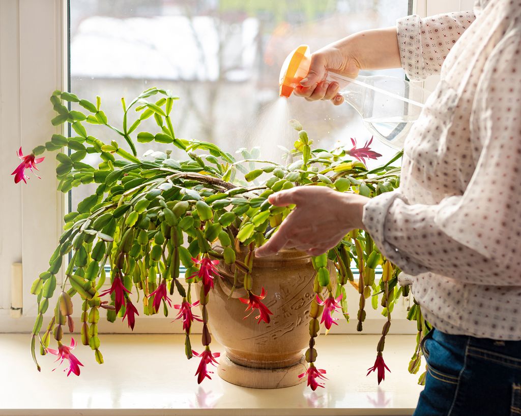 Common Christmas Cactus Pests: Identify And Eliminate Bugs | Gardening ...