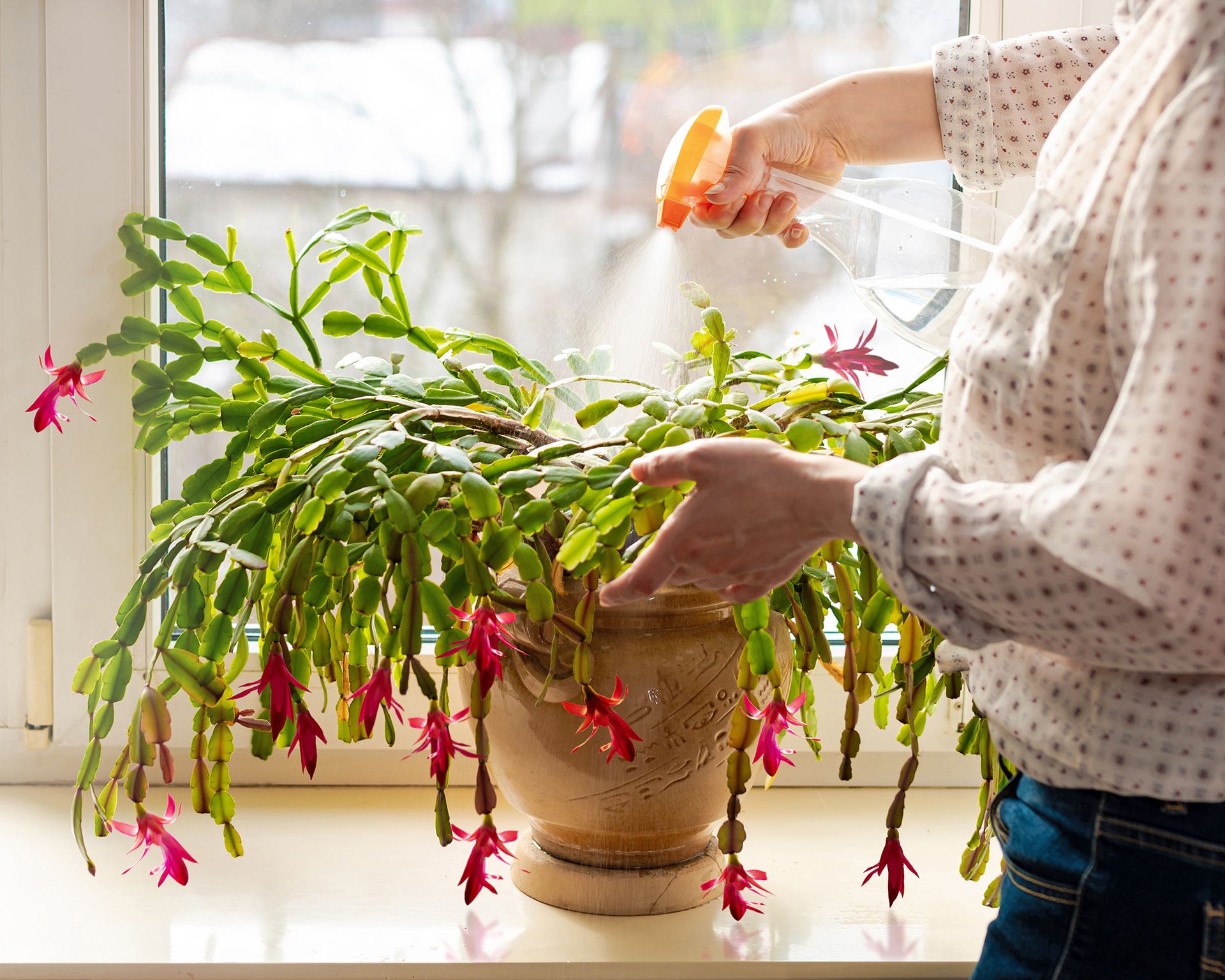 Christmas Cactus Fertilizer Guide: How & When To Feed Plants ...