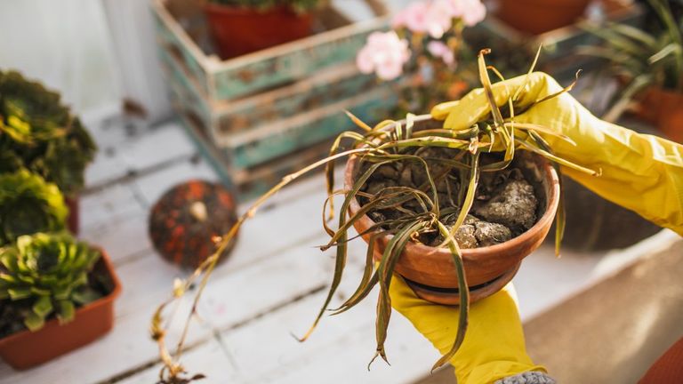 Tips For Identifying & Treating Root Rot In Houseplants | Gardening ...