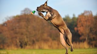 Highest jumping dogs: 20 that can reach impressive heights | PetsRadar