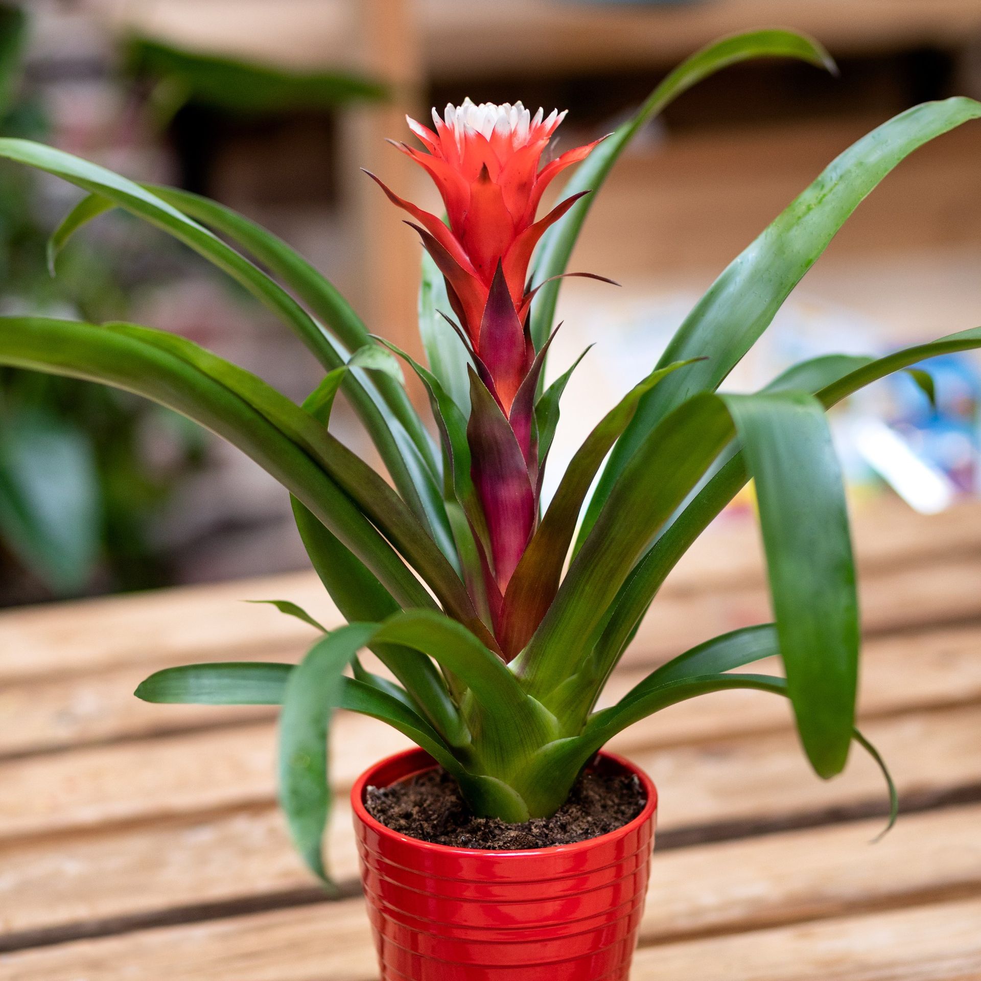 5 best flowering houseplants to gift for Mother’s Day | Ideal Home