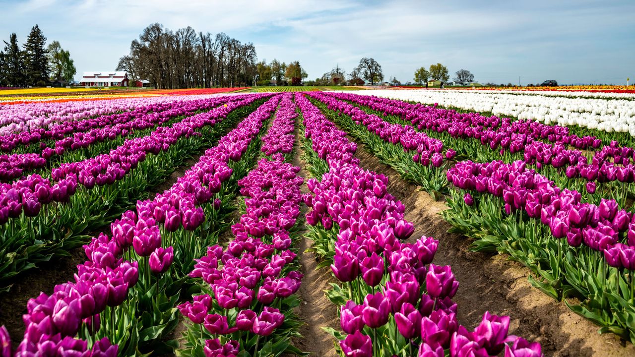 6 Tulip Festival Events To Inspire Your Gardening This Year | Gardening ...