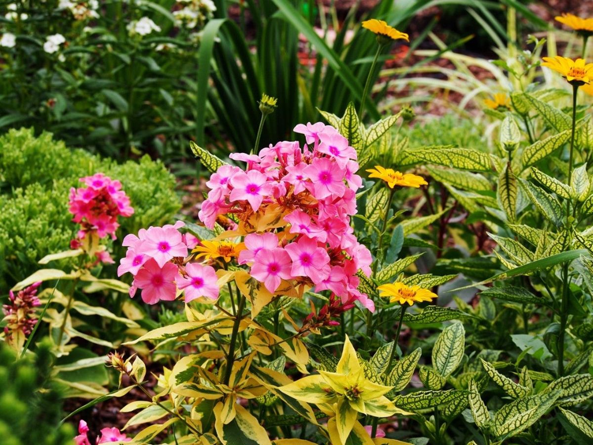 5 Flowers With Variegated Leaves For The Garden | Gardening Know How