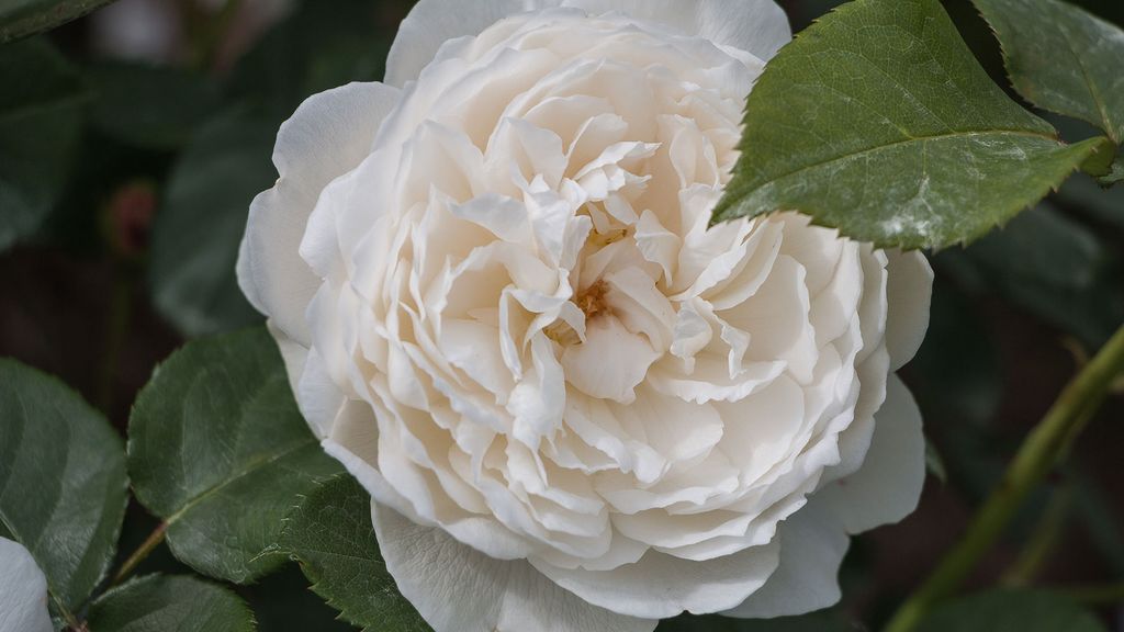 What causes spots on roses and how to get rid of them — according to ...