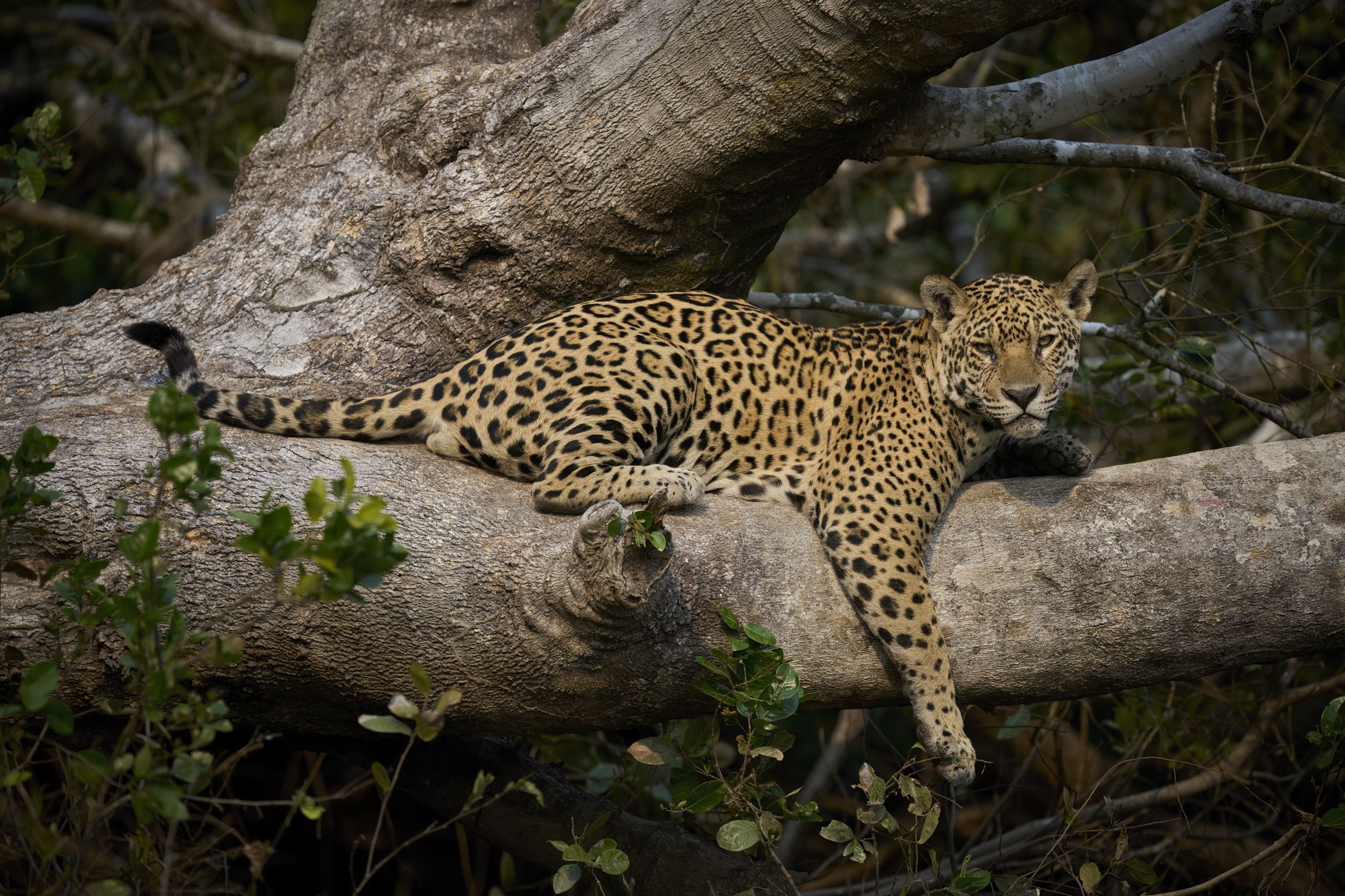Dawn Chorus: The birds, the bees, the jaguars, and the orb-weaver ...