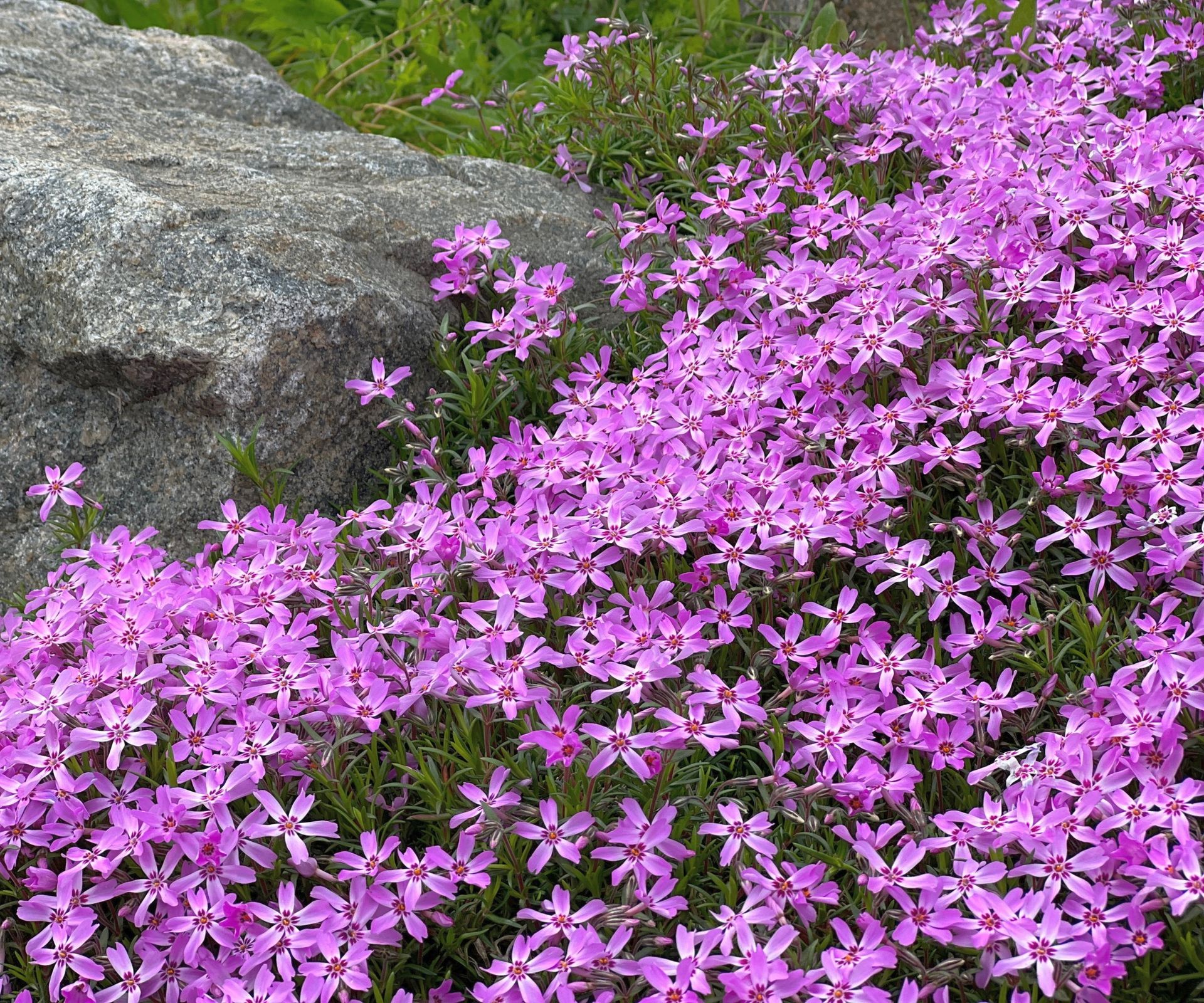 How to grow creeping phlox: an easy flowering ground cover | Homes and ...