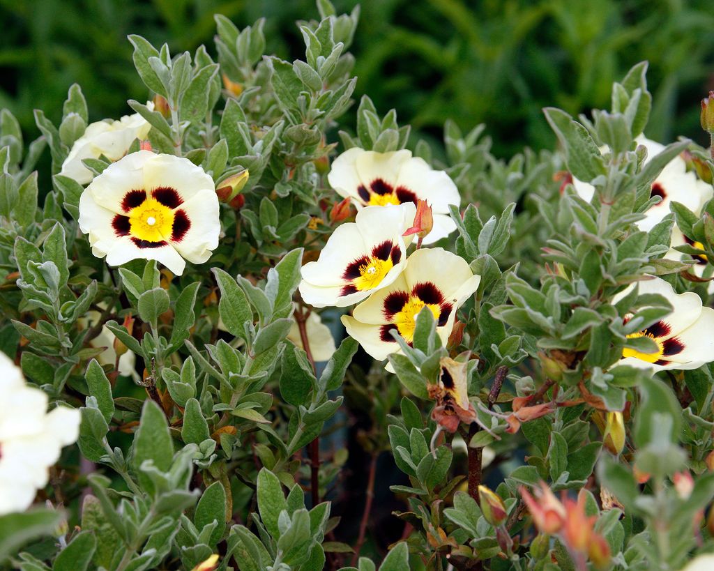 Best coastal plants: 21 top choices that will thrive near the ocean ...