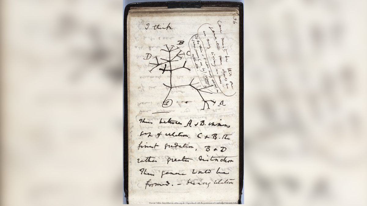 2 of Darwin's famous notebooks, including iconic 'Tree of Life' sketch ...