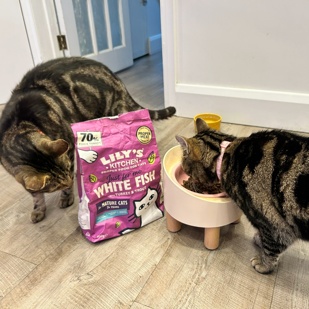 The 6 best dry cat foods, approved by vets and owners | PetsRadar