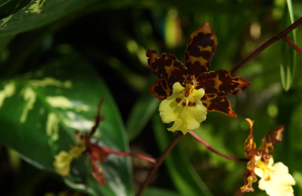The Orchids of Latin America (Gallery) | Flowers in Photos | Live Science