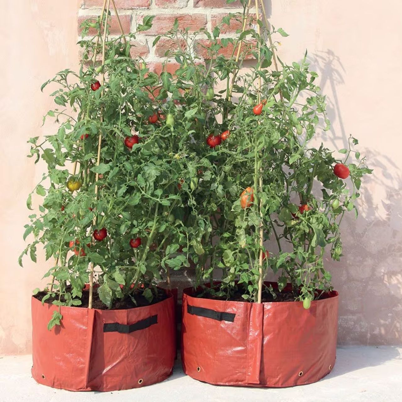 Growing tomatoes in grow bags – a step-by-step guide | Ideal Home