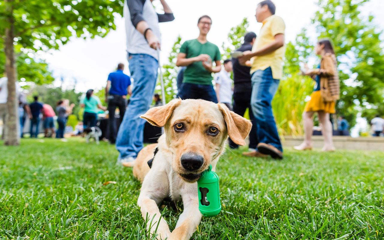 10 Big Employers That Let You Bring Your Dog to Work | Kiplinger