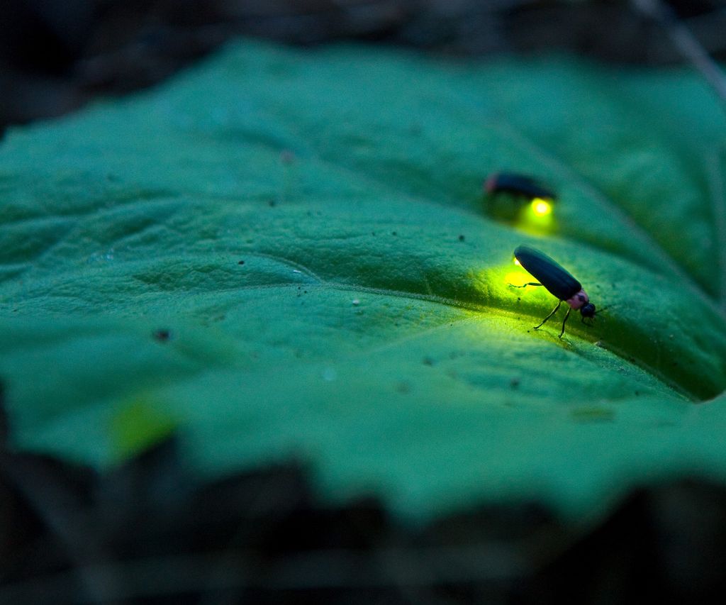 How to attract fireflies to your yard | Homes and Gardens