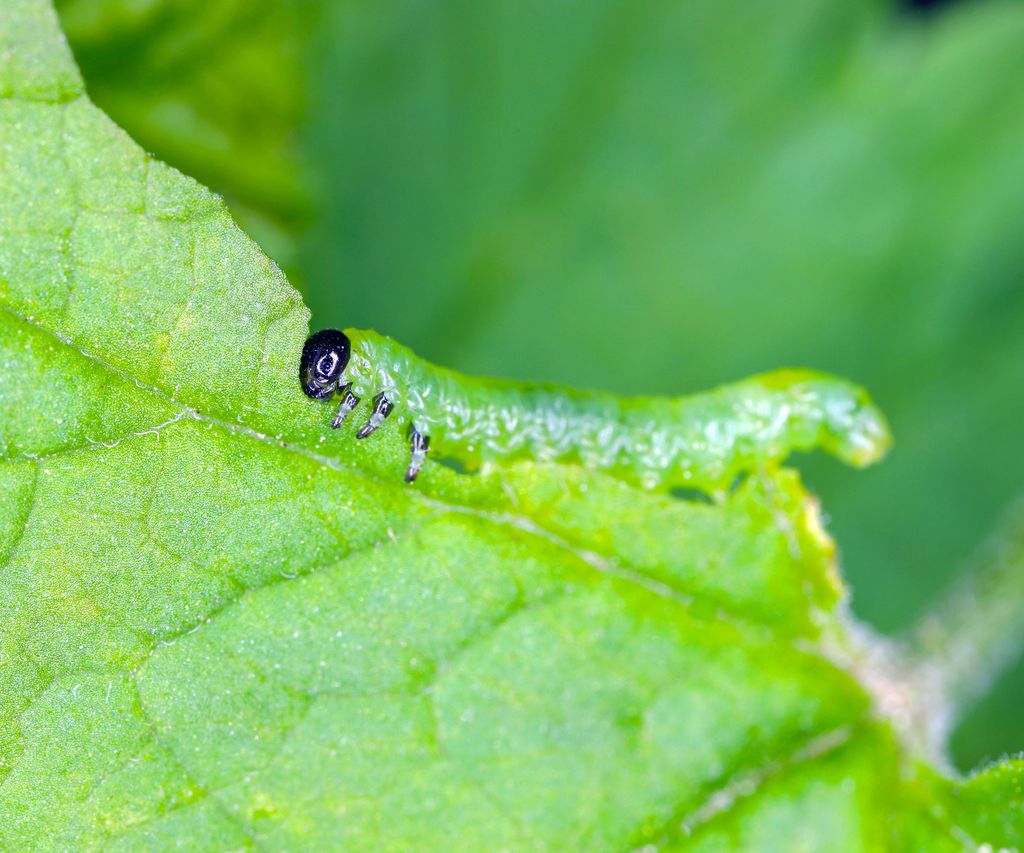 6 gooseberry growing mistakes with expert tips for success | Homes and ...