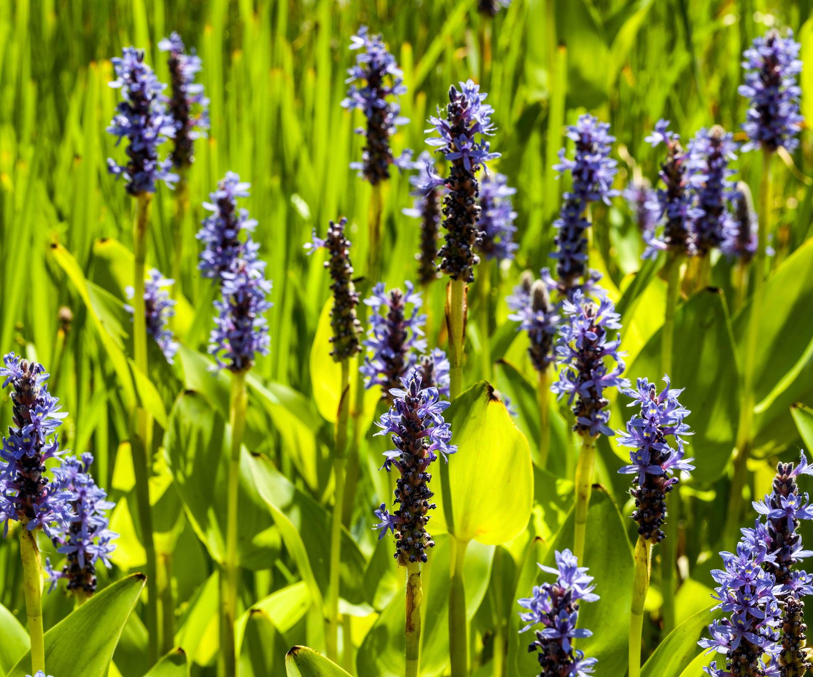 7 Best Plants For Frogs: Attract More Froggies To Your Pad! | Gardening ...