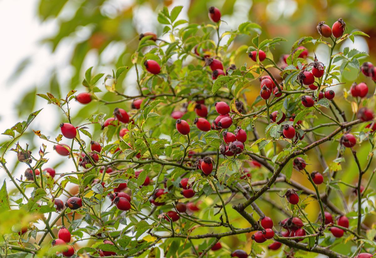 Rose hips: the perfect accompaniment to the gentle descent into winter ...