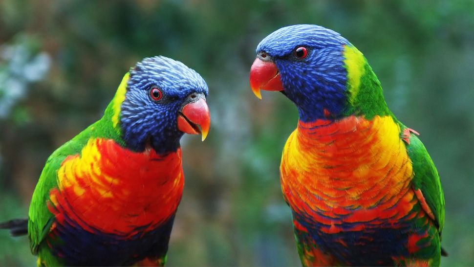 32 types of pet birds you might want to consider | PetsRadar