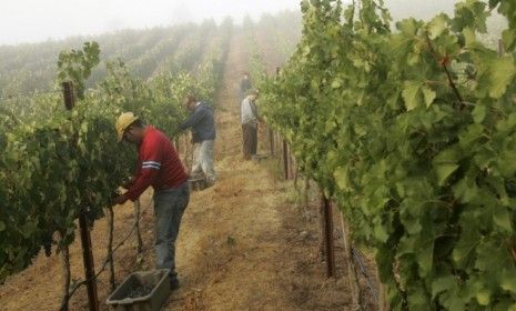 America's wine boom: By the numbers | The Week