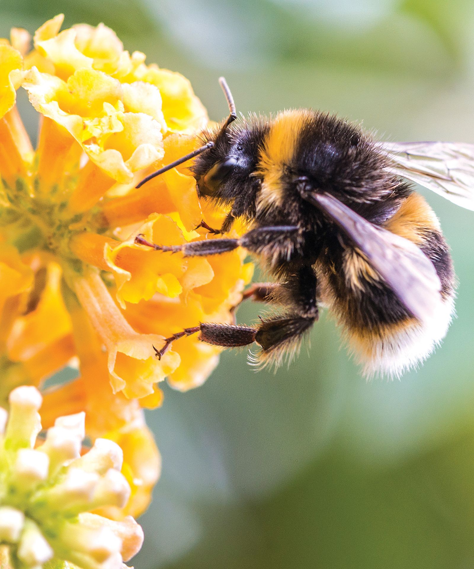 How to prune buddleia: when to do so and the best methods | Homes ...