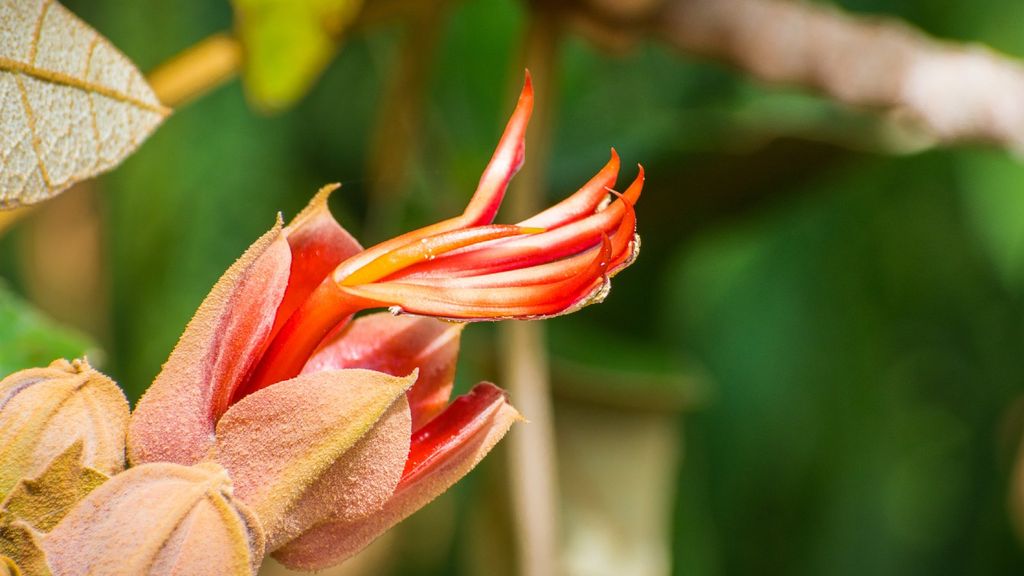 Get Spooky And Grow A Devil’s Hand Tree | Gardening Know How