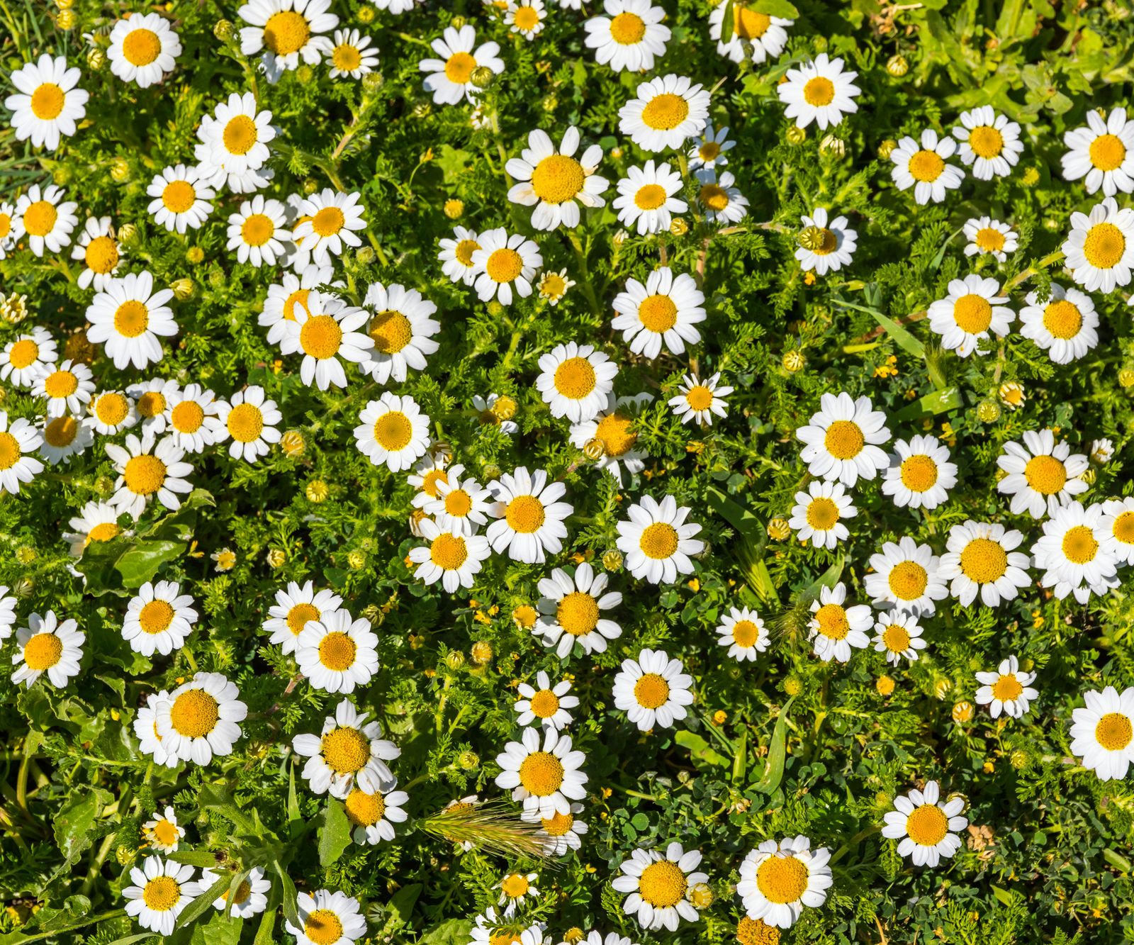 12 Best Alternatives To A Lawn For A Green Plot | Gardening Know How