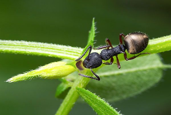 Image Gallery: Ants of the World | Live Science
