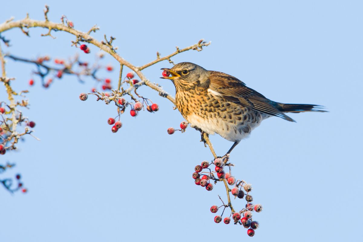 The Dawn Chorus: No fruit for wintering birds, Grange Park Opera's 'big ...