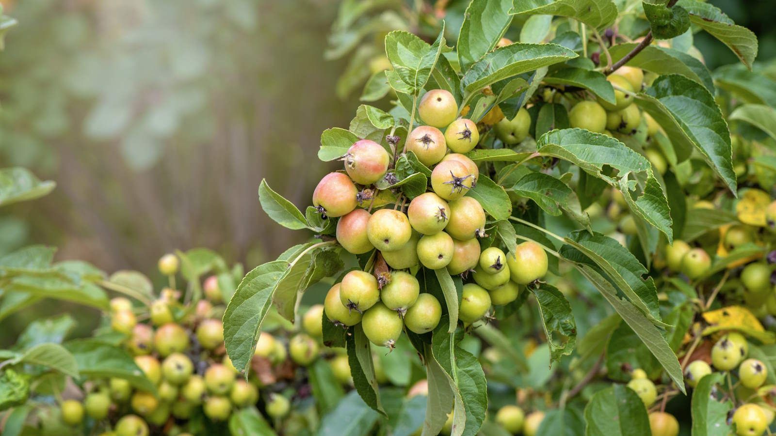 When to prune crabapple trees - expert tips for trimming | Homes and Gardens