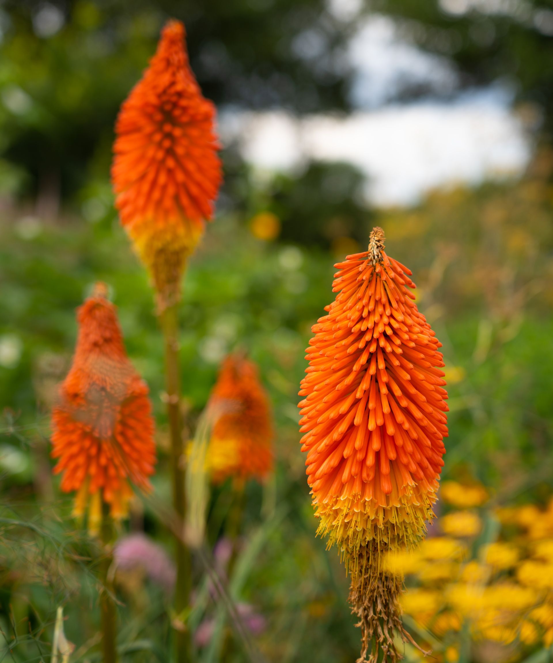 Red hot poker varieties: 16 types for sizzling summer color | Homes and ...