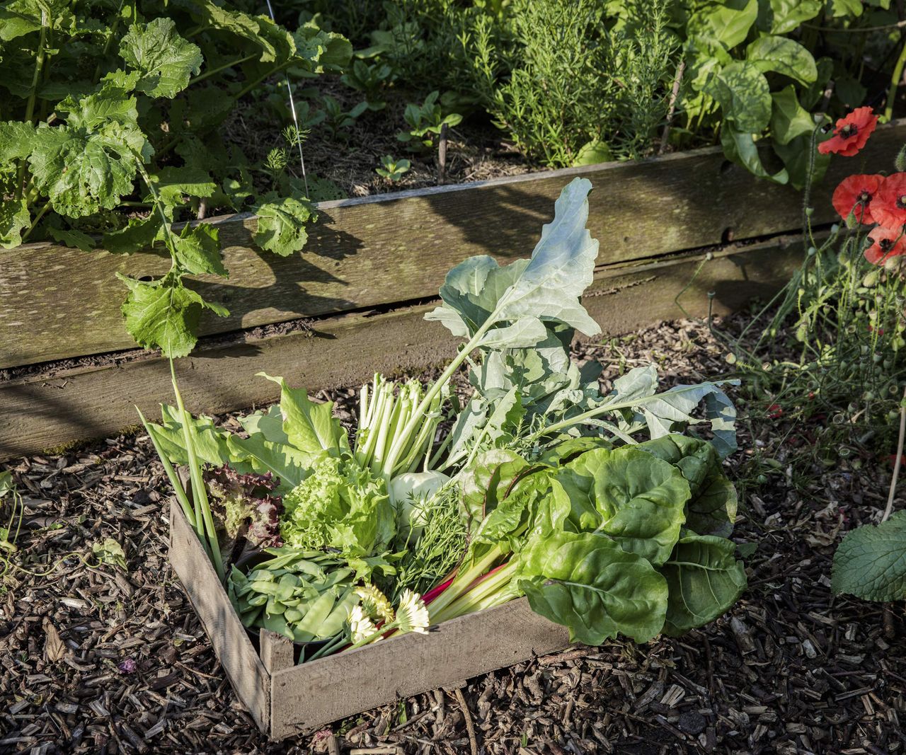 Growing vegetables from cuttings: 10 of the best to choose | Homes and ...