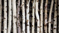 12 of the best statement trees to bring drama to your yard | Homes and ...