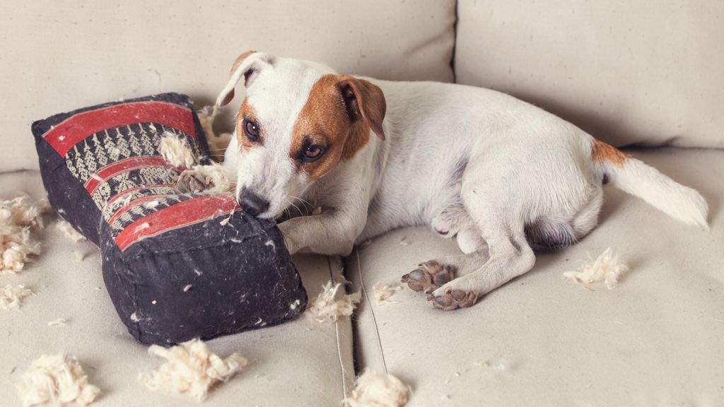 Dogs go through a teenage phase too! Here's six things you can expect ...