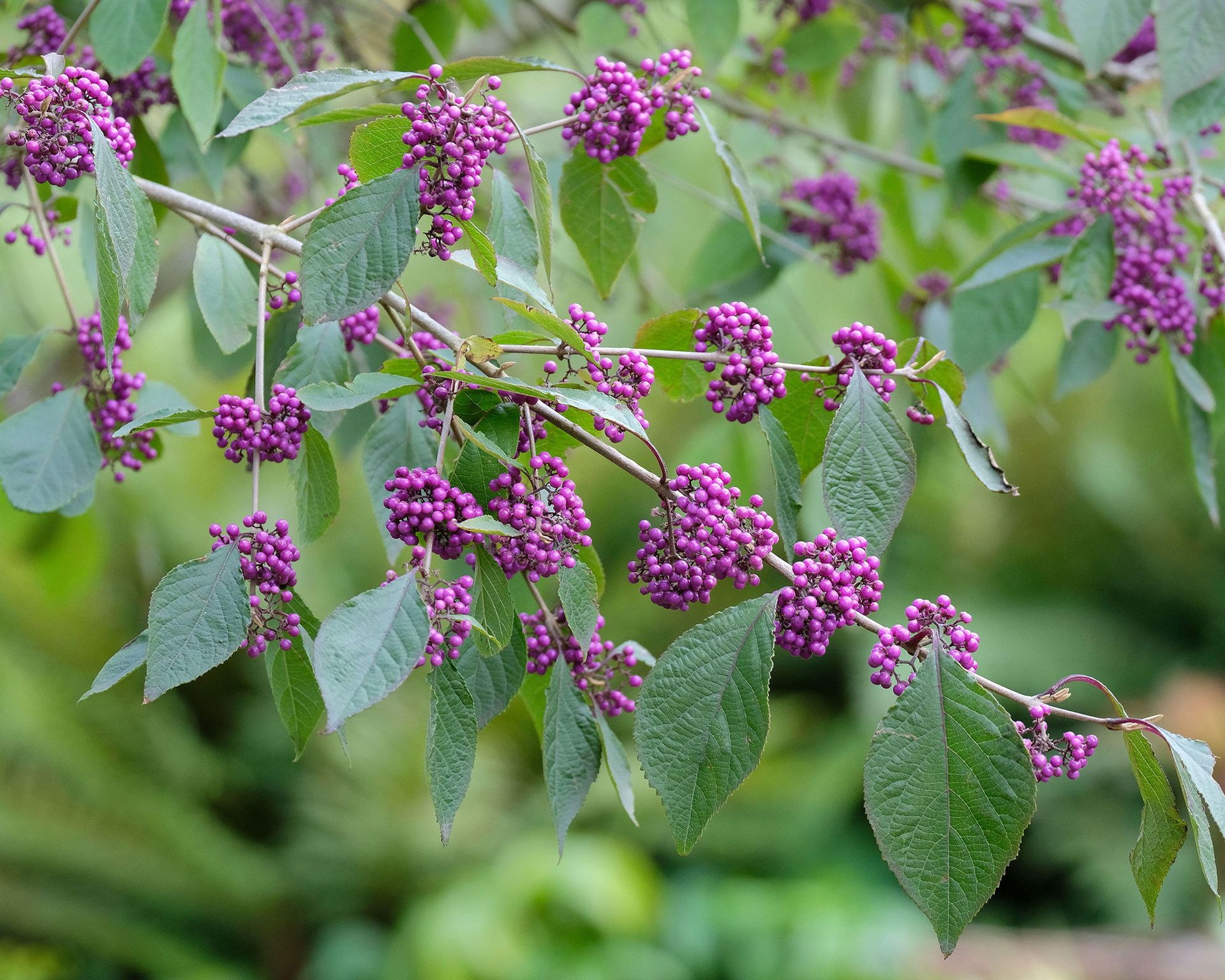 Shrubs with berries: 15 of the best varieties | Gardeningetc